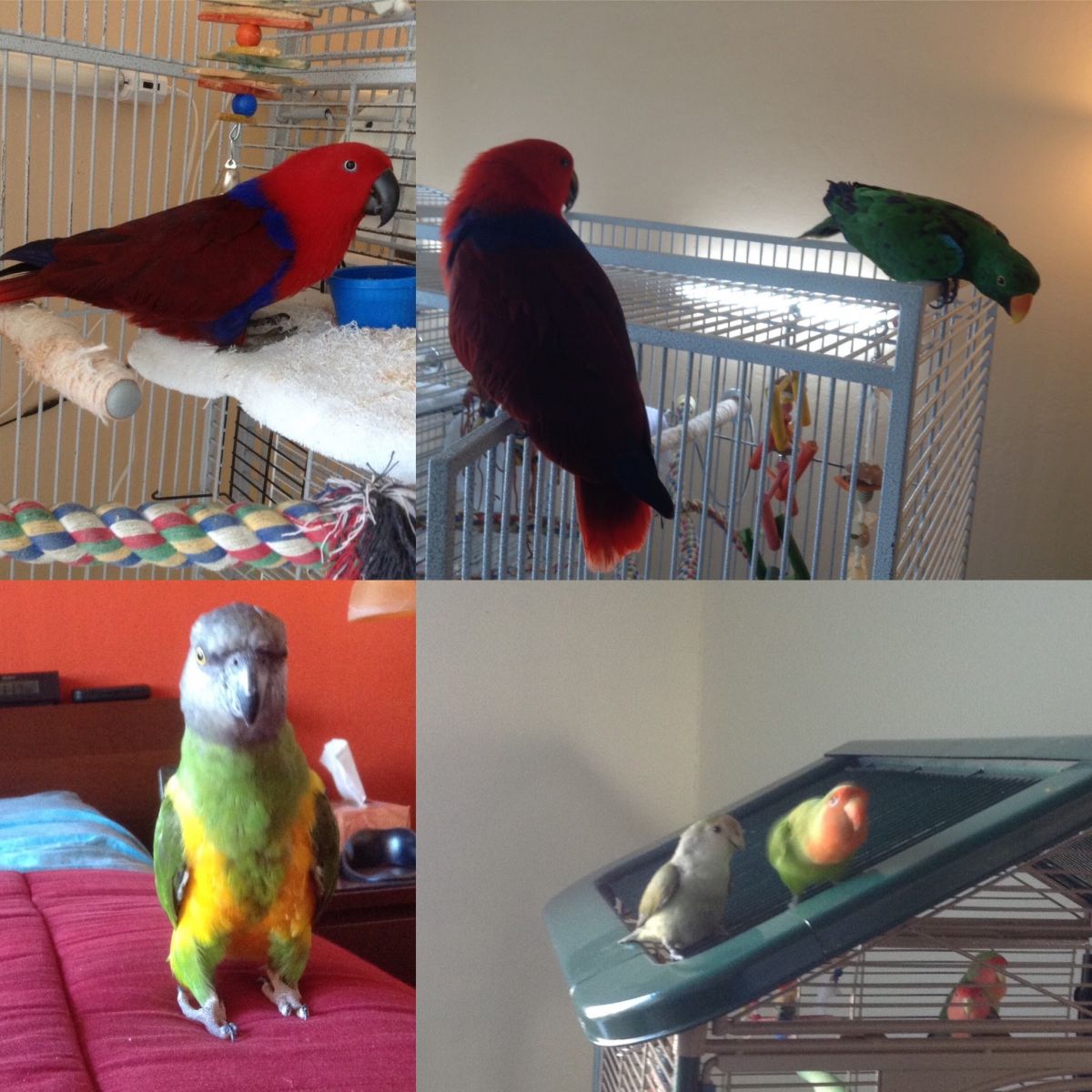 In Memoriam: Fred Cox | Mickaboo